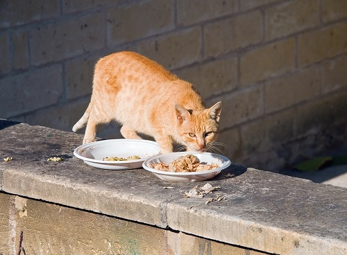 Can cats eat imitation crab sticks?