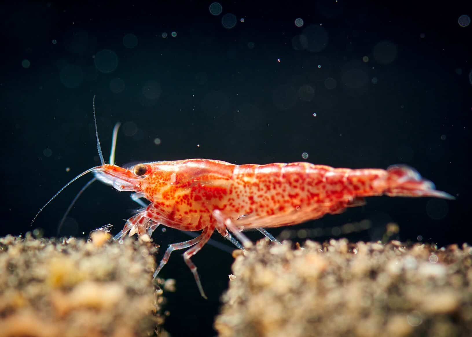 Can cherry shrimp hurt fish?