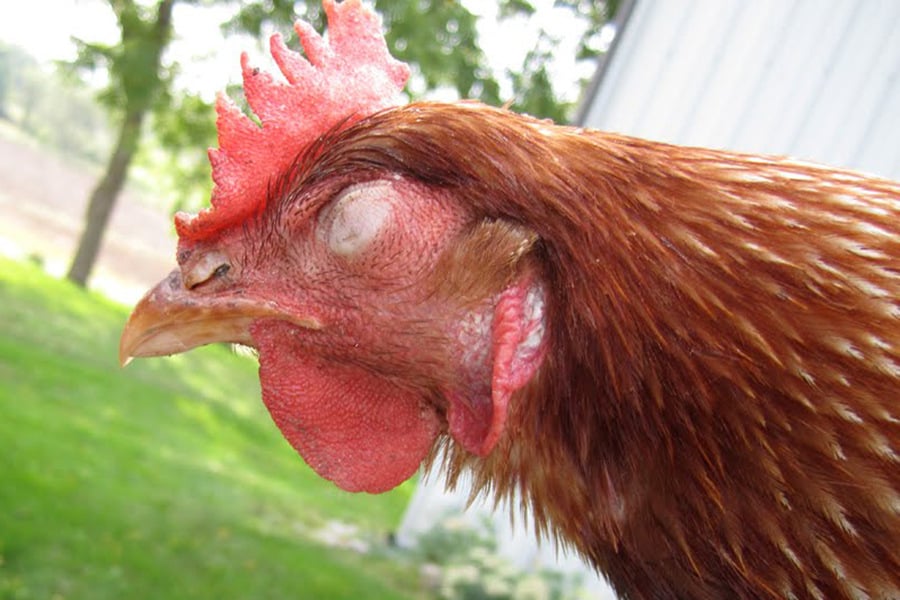 Can chicken make you sneeze?