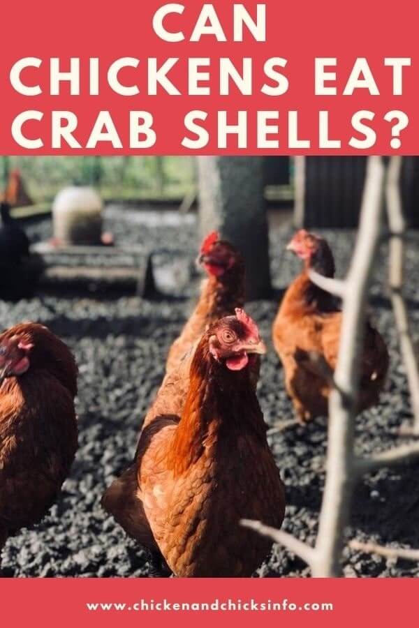 Can chickens eat crab shells?