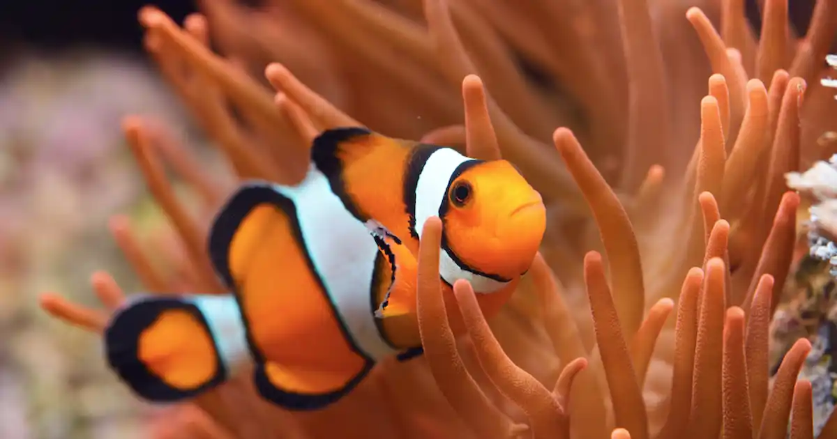 Can clownfish be kept alone?