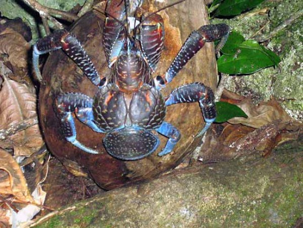 Can coconut crabs break human bones?