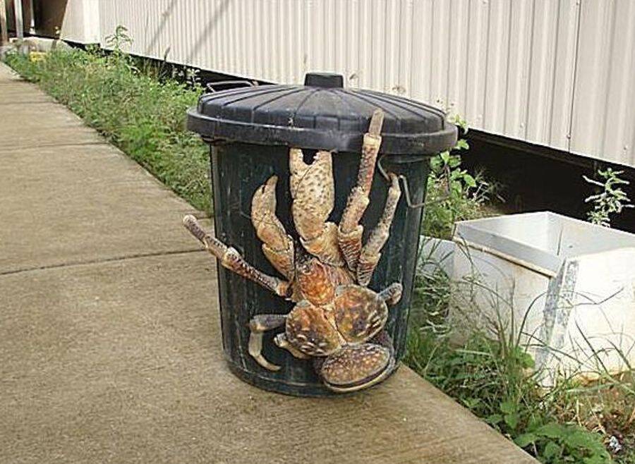 Can coconut crabs hurt you?