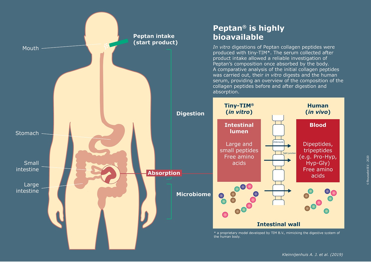 Can collagen be absorbed?