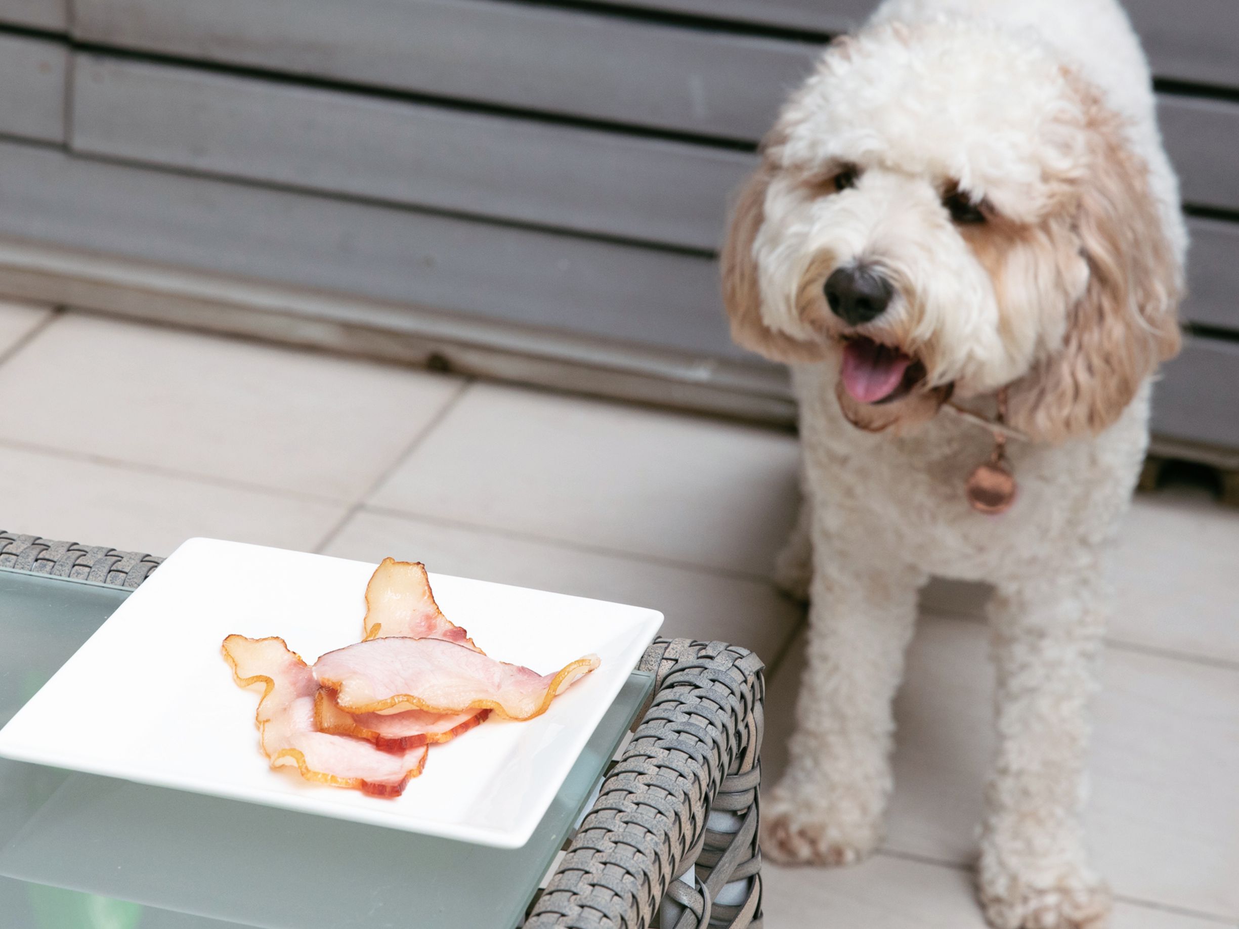 Can cooked pork make a dog sick?