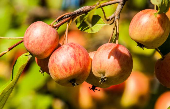 Can crab apples cause diarrhea in dogs?