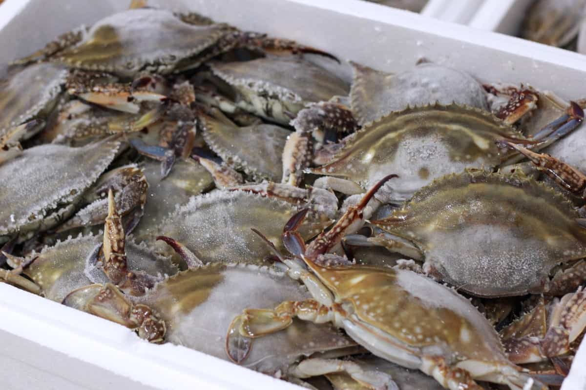 Can crab be frozen twice?