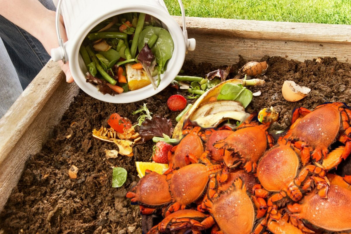 Can crab shells be composted?