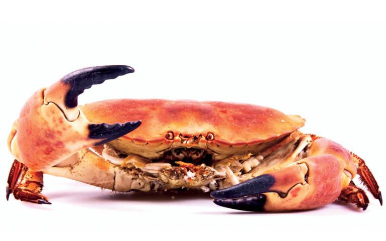 Can crab shells be used for anything?
