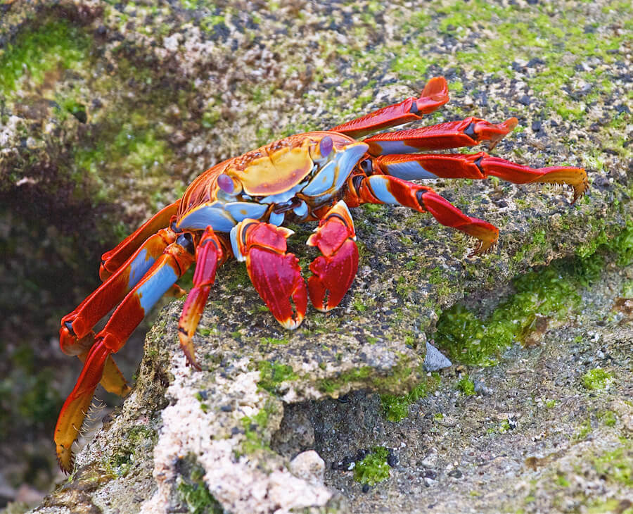 Can crabs be different colors?