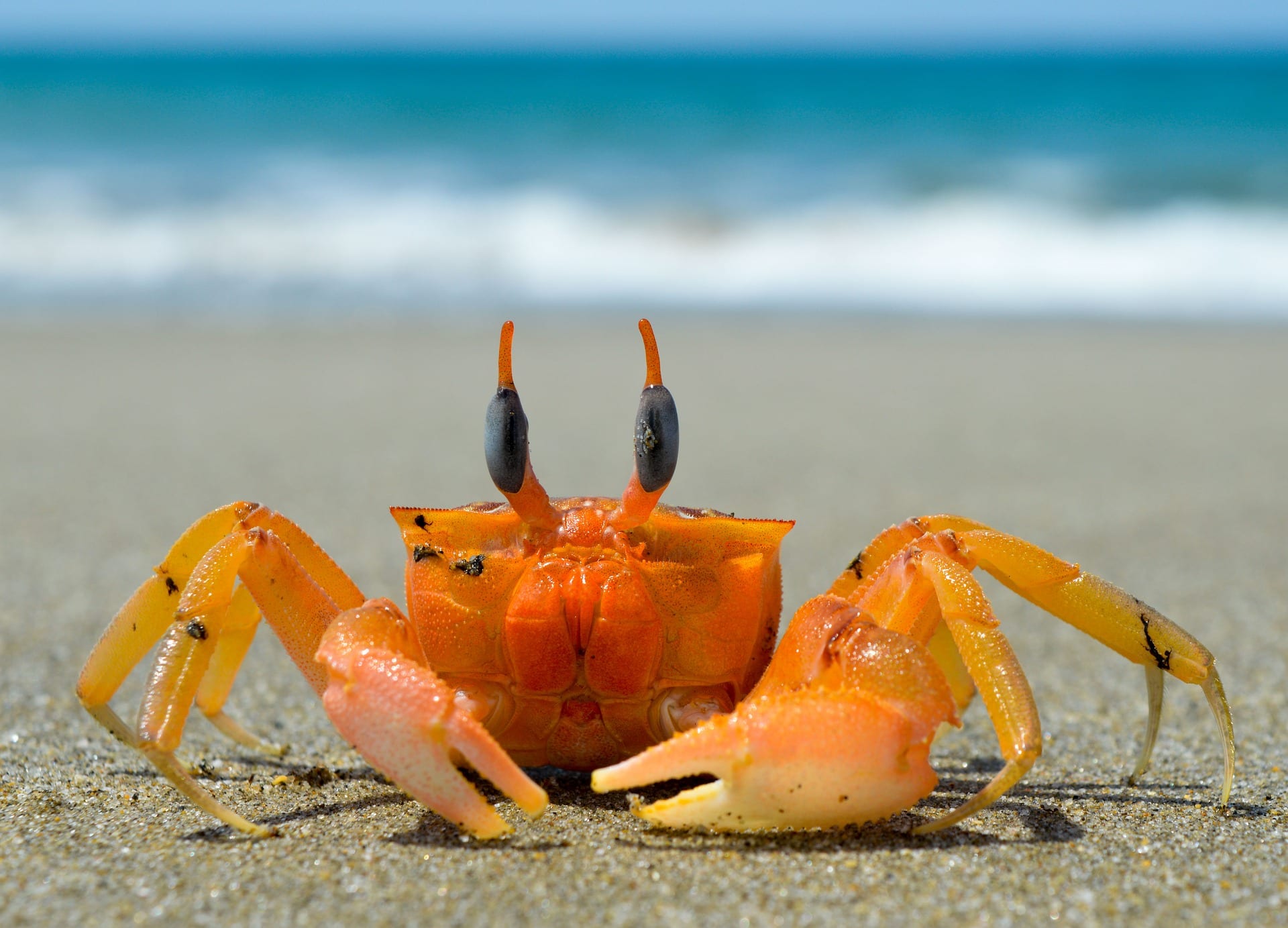 Can crabs be kept as pets?