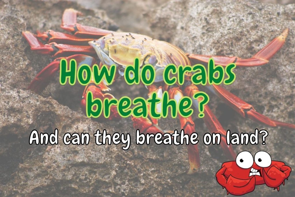 Can crabs breathe in a bucket of water?