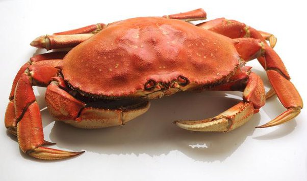 Can crabs come back to life after being frozen?