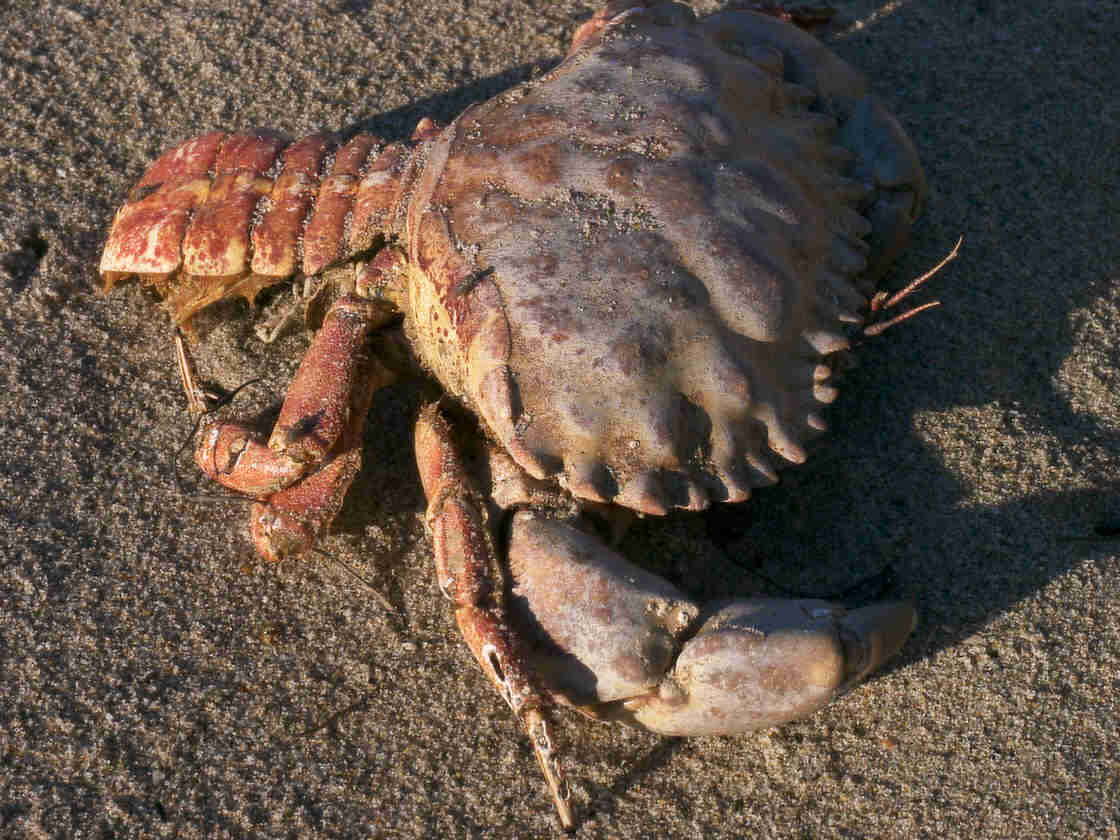 Can crabs crossbreed?