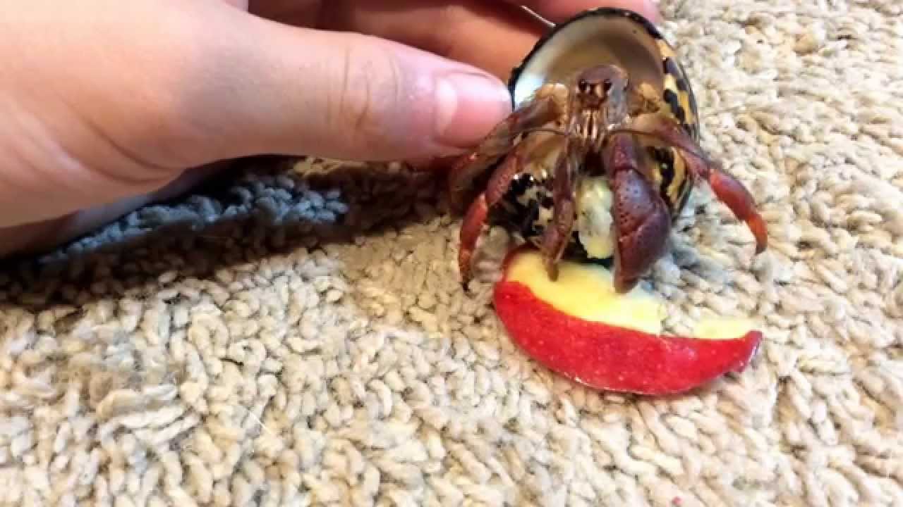 Can crabs eat apples?