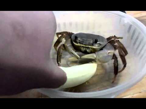 Can crabs eat banana?