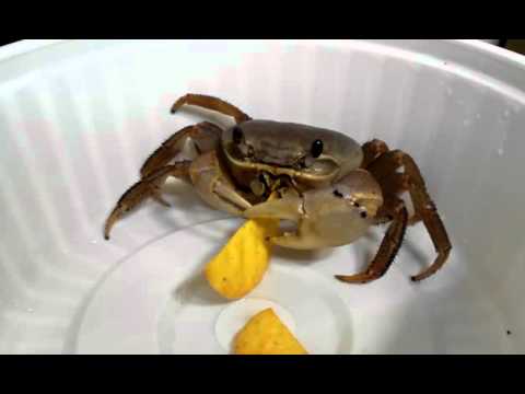 Can crabs eat big things?