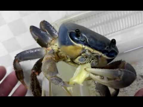 Can crabs eat cheese?