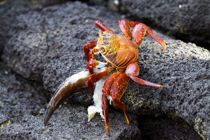 Can crabs eat fish food?