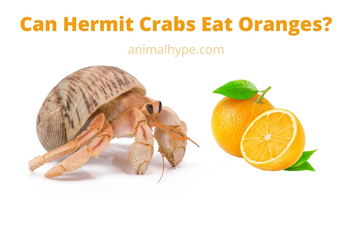 Can crabs eat oranges?