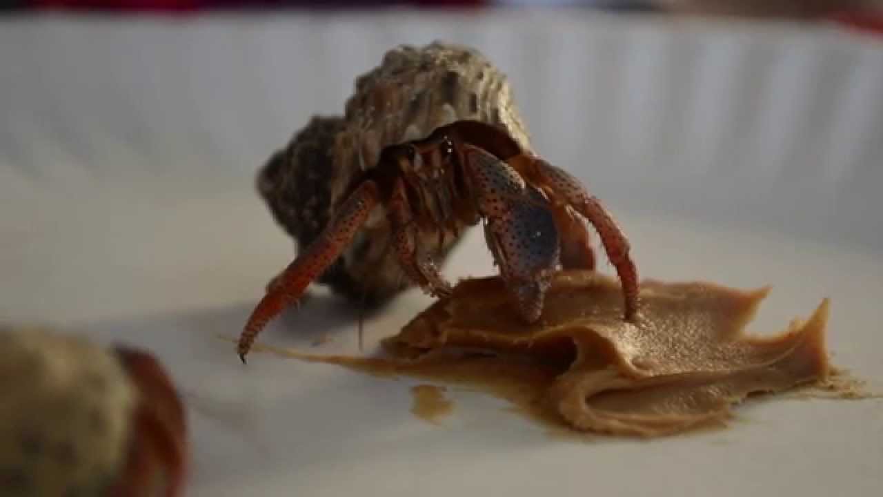 Can crabs eat peanut butter?