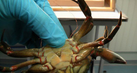 Can crabs feel pain in their legs?