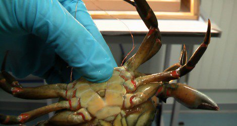 Can crabs feel pain on their shell?