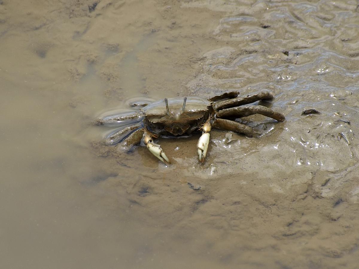 Can crabs smell fear?