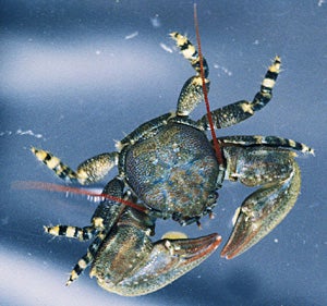 Can crabs survive in cold weather?