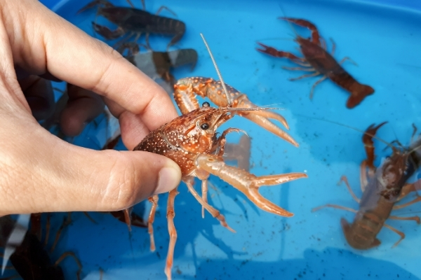Can crayfish breathe out of water?