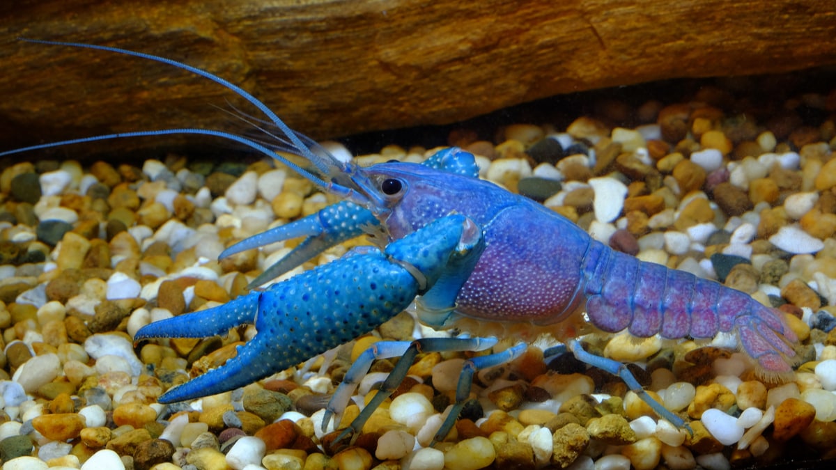 Can crayfish live in a fish tank?