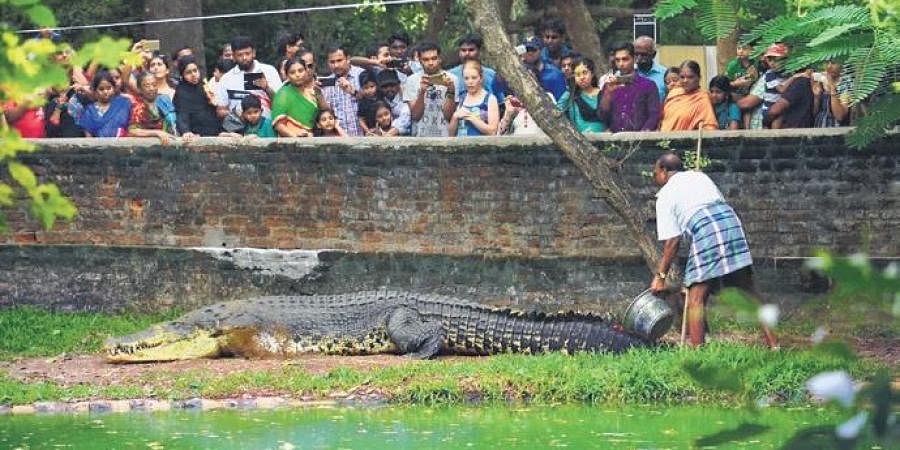 Can crocodiles die from stress?