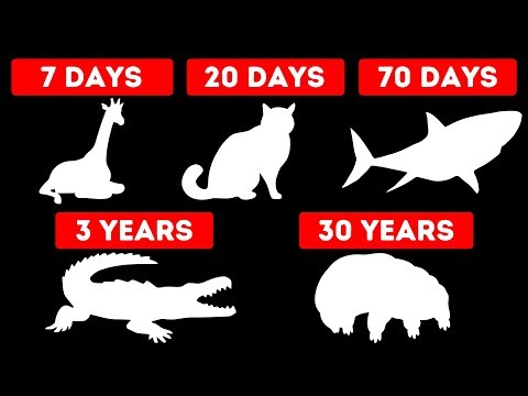 Can crocodiles survive 2 years without eating?