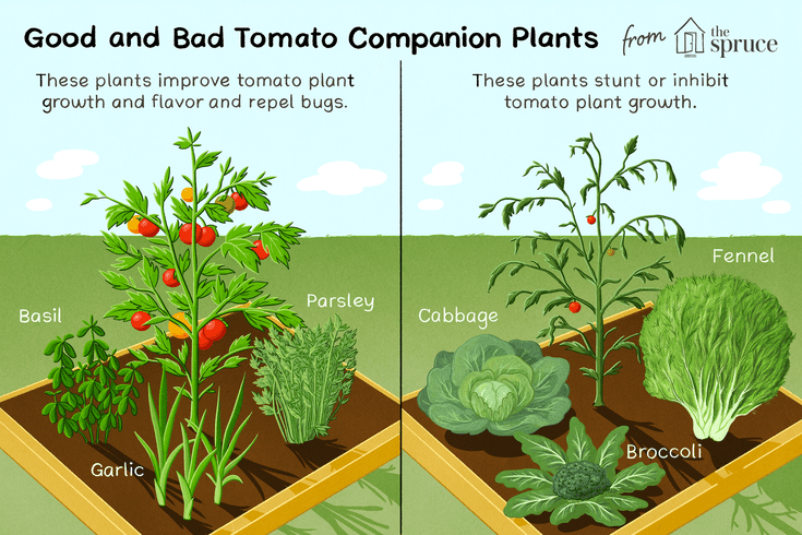 Can cucumbers and tomatoes be planted next to each other?