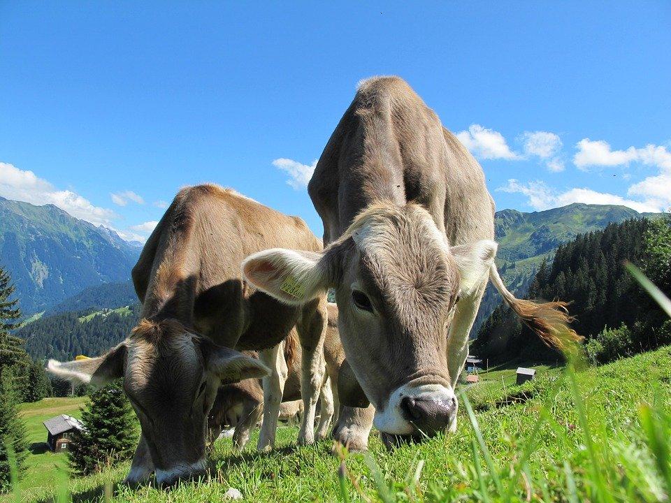Can dairy be environmentally friendly?