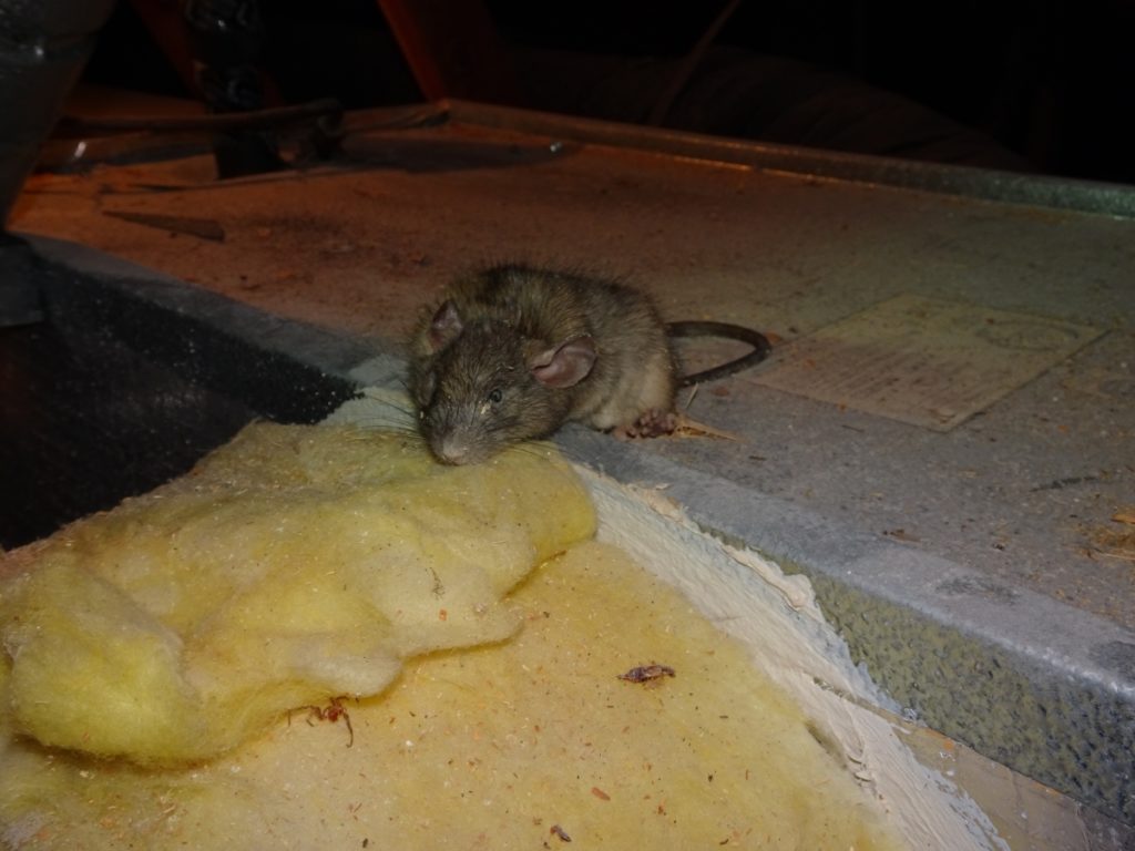 Can dead rats be harmful?