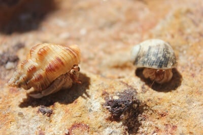 Can different size hermit crabs live together?