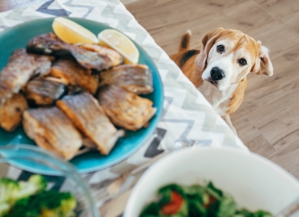 Can dogs eat boiled fish?