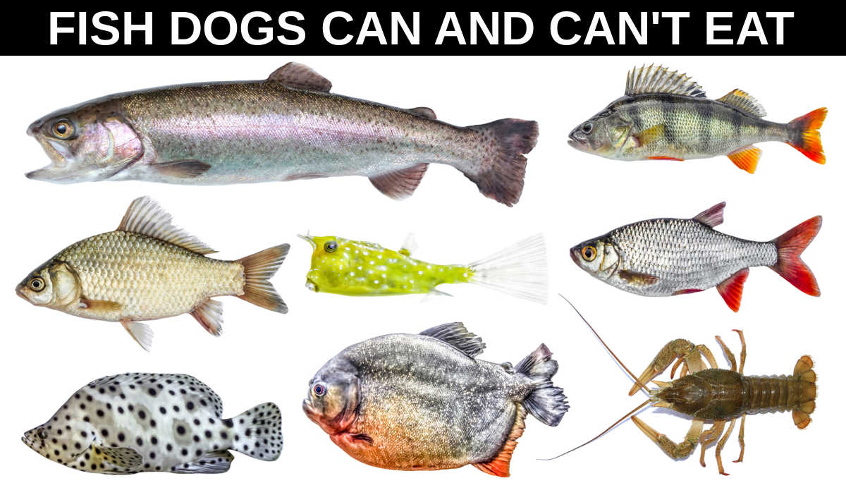 Can dogs eat canned fish bones?