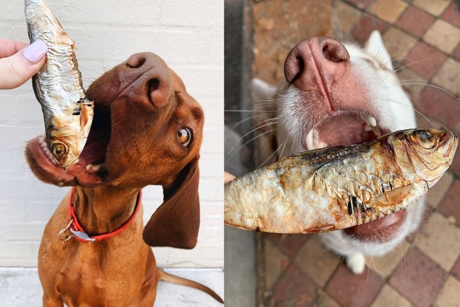 Can dogs eat dehydrated sardines?