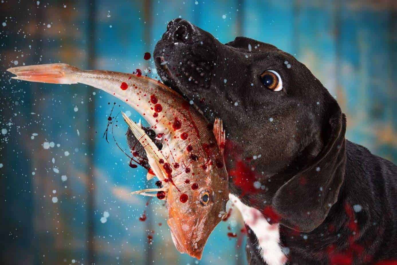 Can dogs eat fish frames?