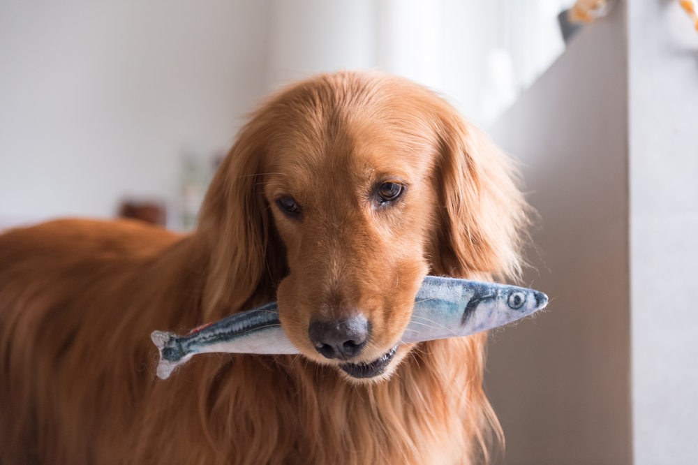 Can dogs eat fish stock?