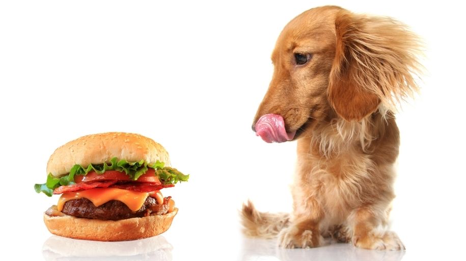 Can dogs eat plant-based meat?