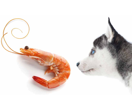 Can dogs eat prawns (shrimp)?