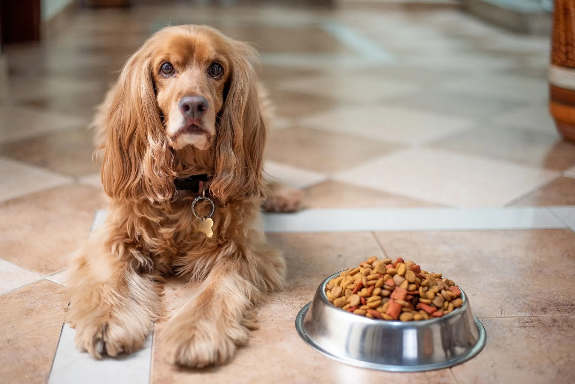 Can dogs eat raw soybeans?