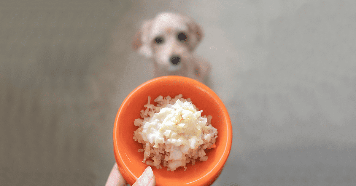 Can dogs eat rice with soy?