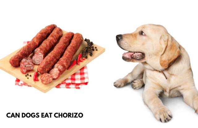 Can dogs eat soy sausage?