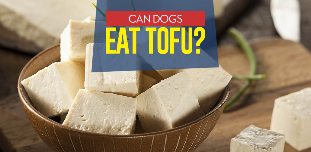 Can dogs eat tofu and rice?