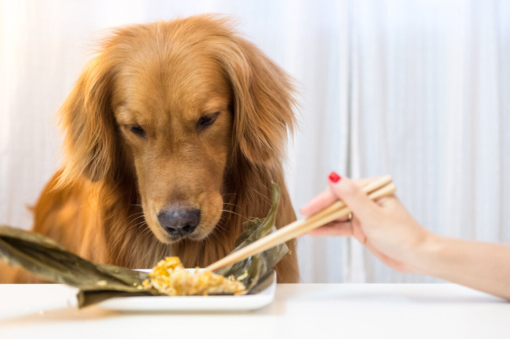 Can dogs eat tofu instead of chicken?