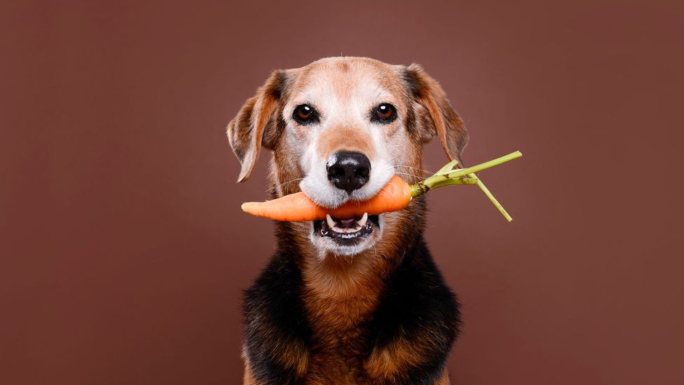 Can dogs eat vegan?